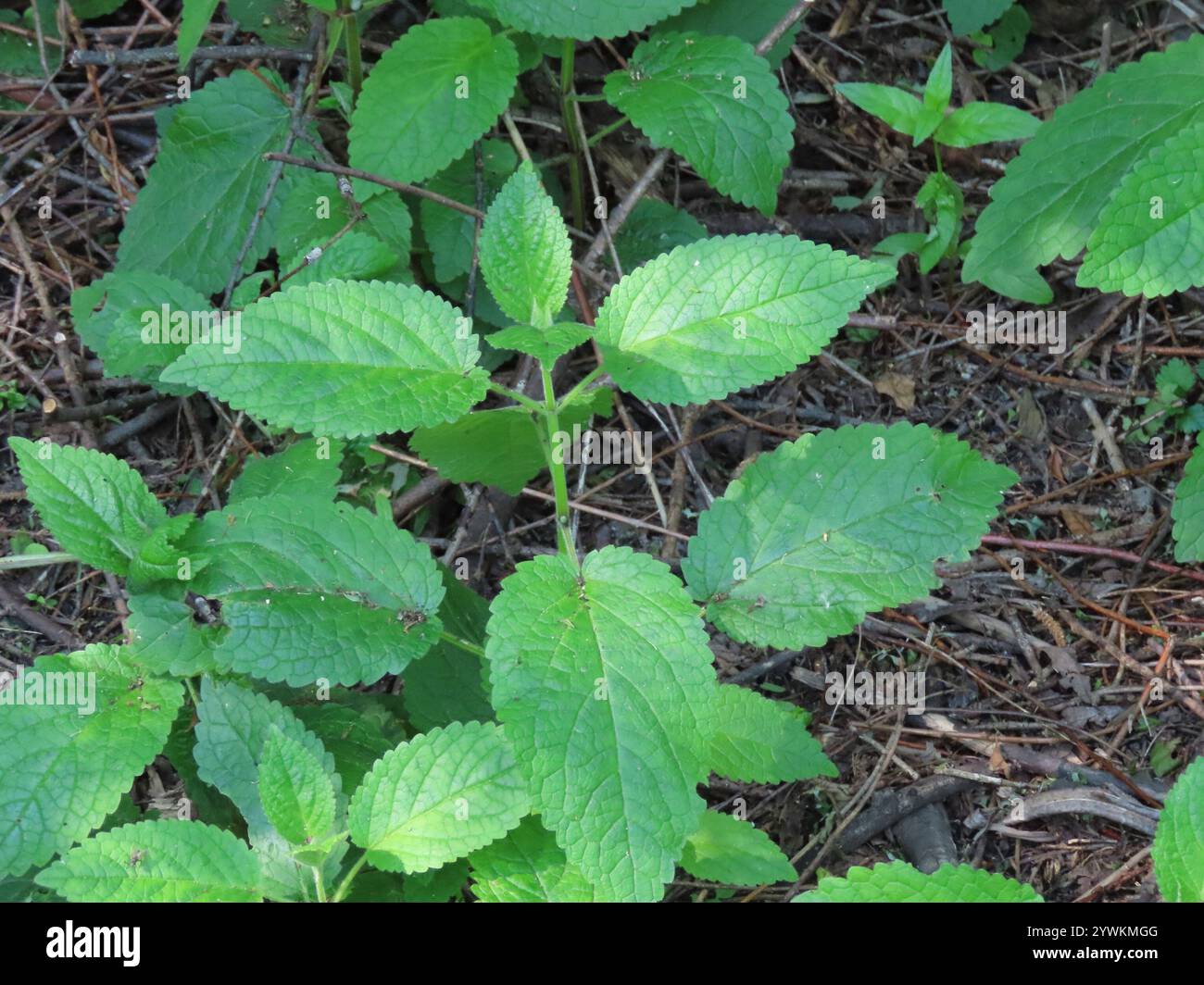 Coastal Hedge-nettle (Stachys chamissonis Stock Photo - Alamy
