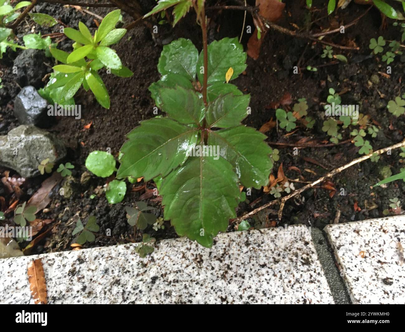Bushkiller (Causonis japonica Stock Photo - Alamy