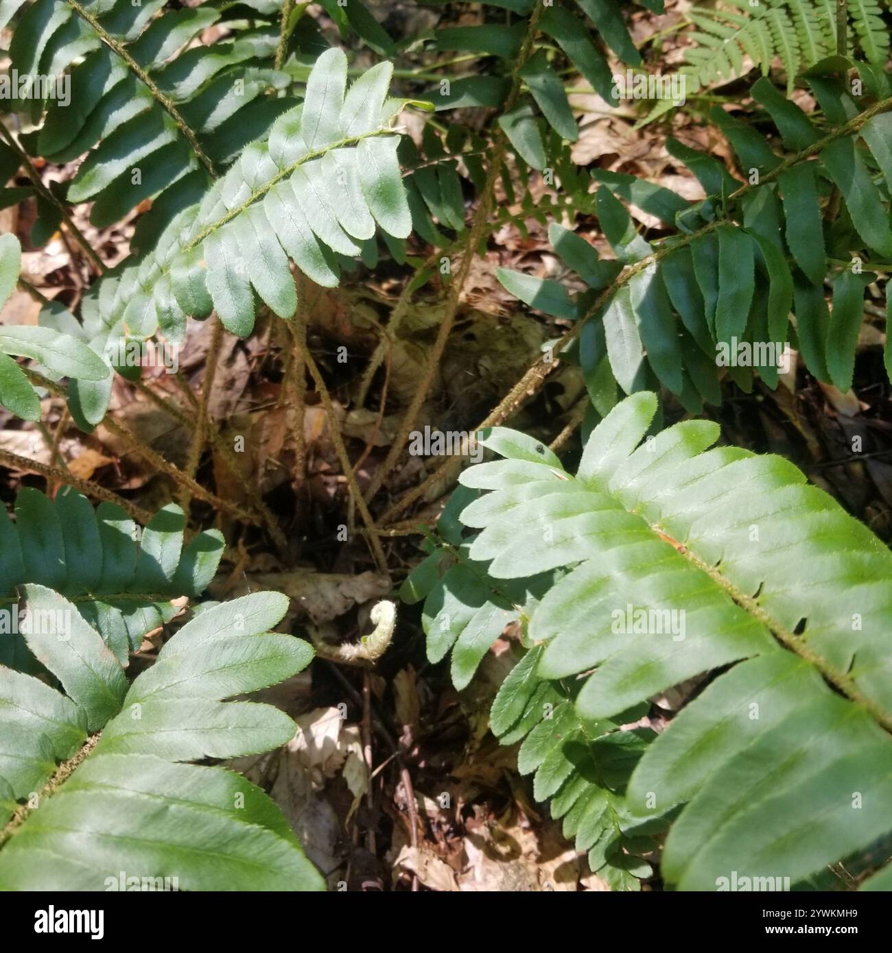 Christmas fern (Polystichum acrostichoides Stock Photo - Alamy