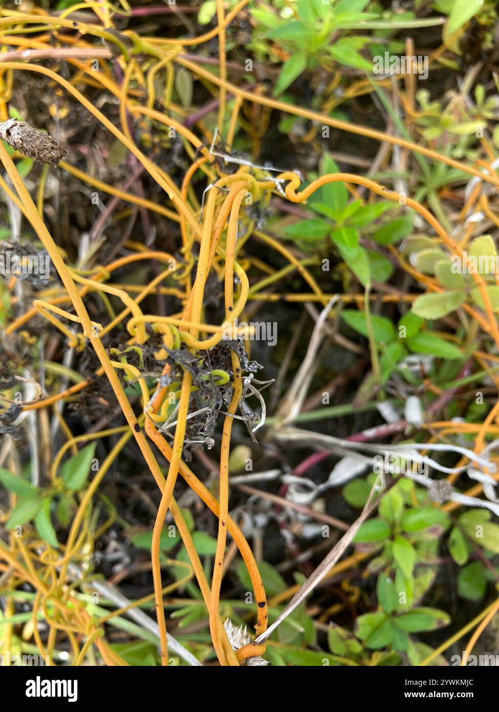 laurel dodder (Cassytha filiformis Stock Photo - Alamy