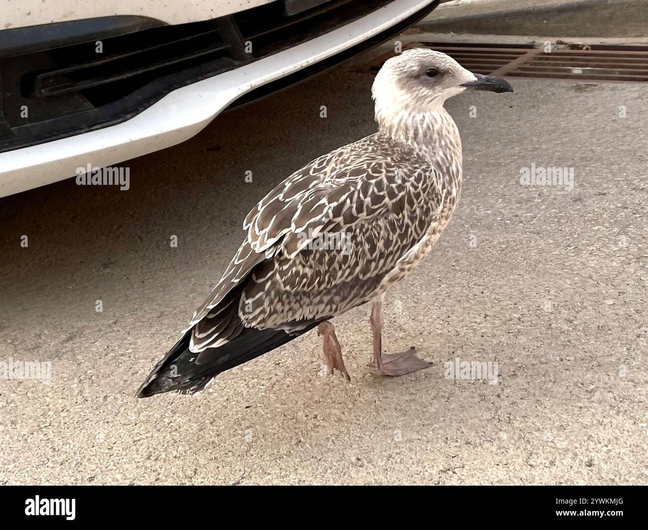 Large White-headed Gulls (Larus Stock Photo - Alamy