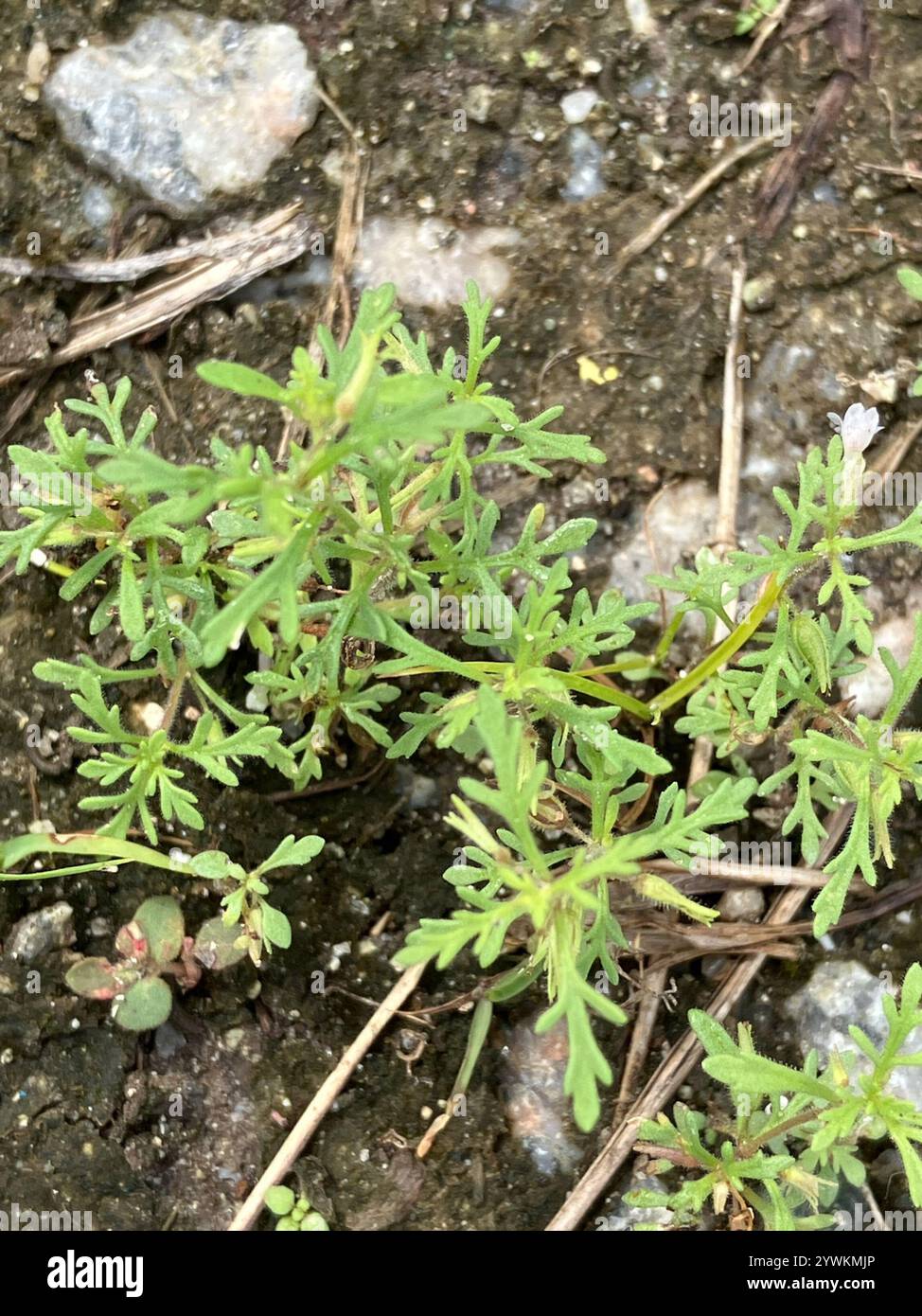 Obi-Wan conobea (Leucospora multifida Stock Photo - Alamy