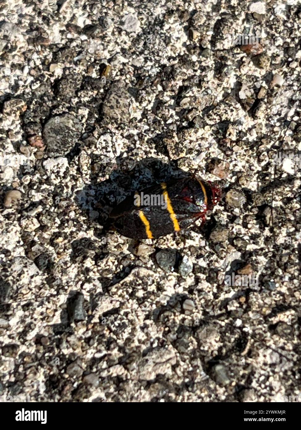 Two-lined Spittlebug (Prosapia bicincta Stock Photo - Alamy