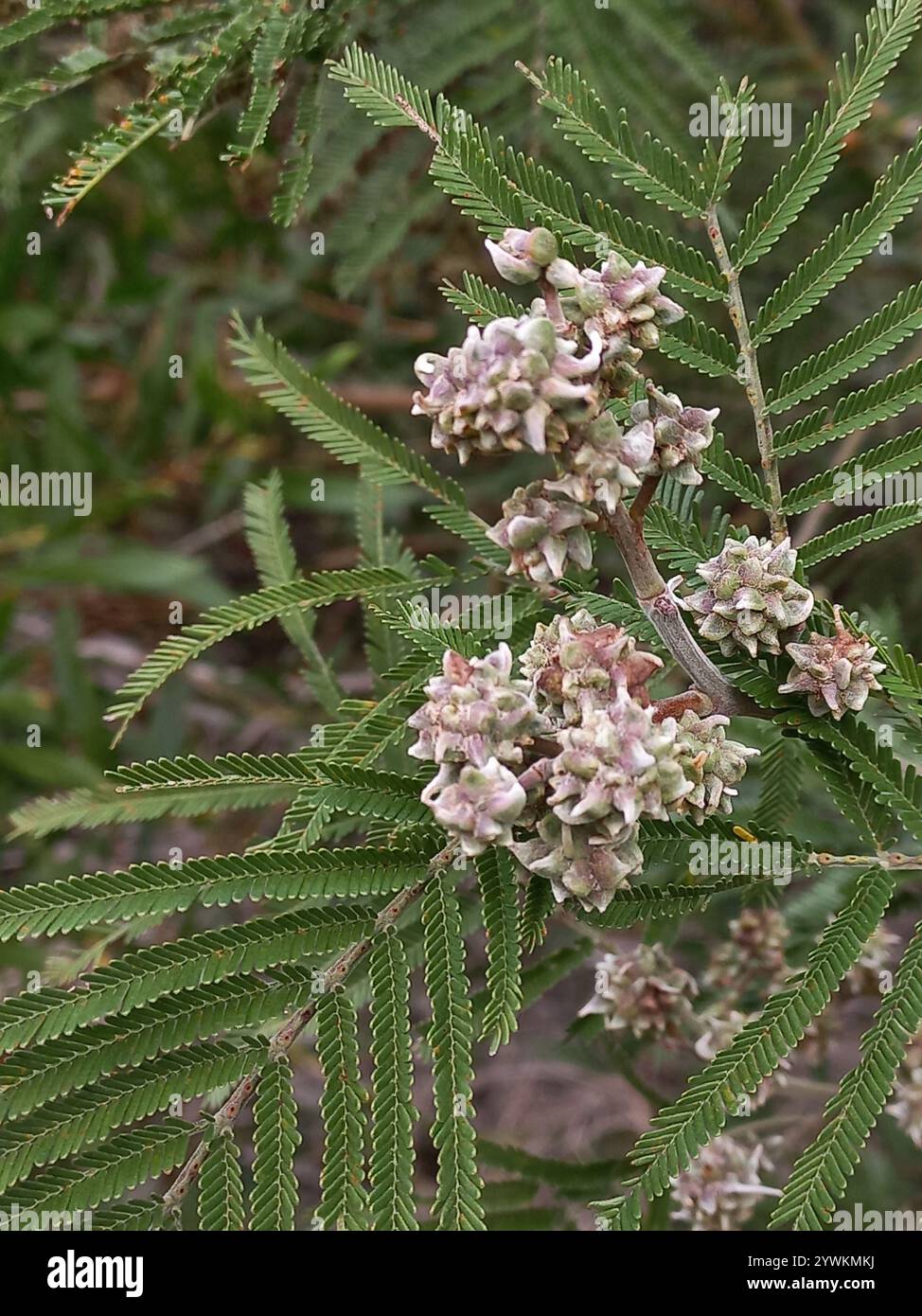 Black Wattle Gall Midge (Dasineura rubiformis Stock Photo - Alamy
