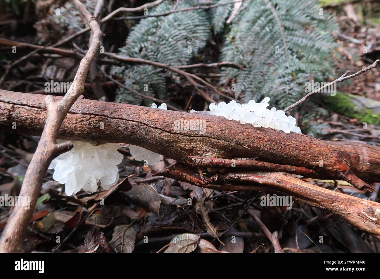 snow fungus (Tremella fuciformis Stock Photo - Alamy