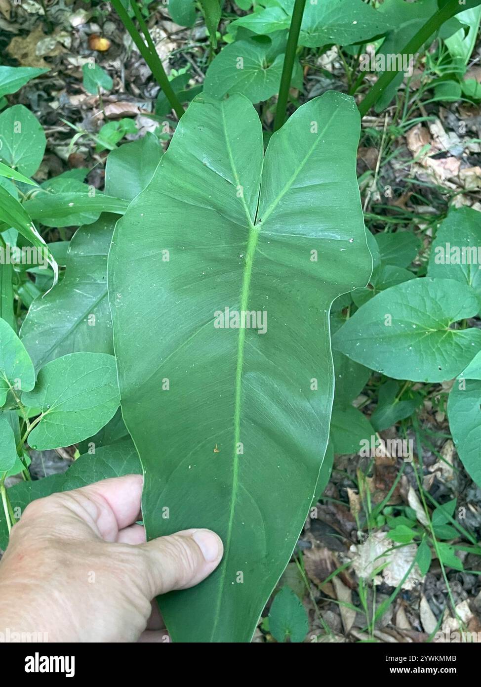 Green Arrow Arum (Peltandra virginica Stock Photo - Alamy