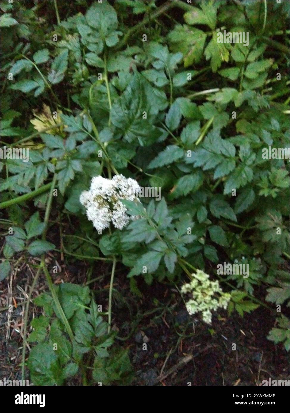 water parsley (Oenanthe sarmentosa Stock Photo - Alamy