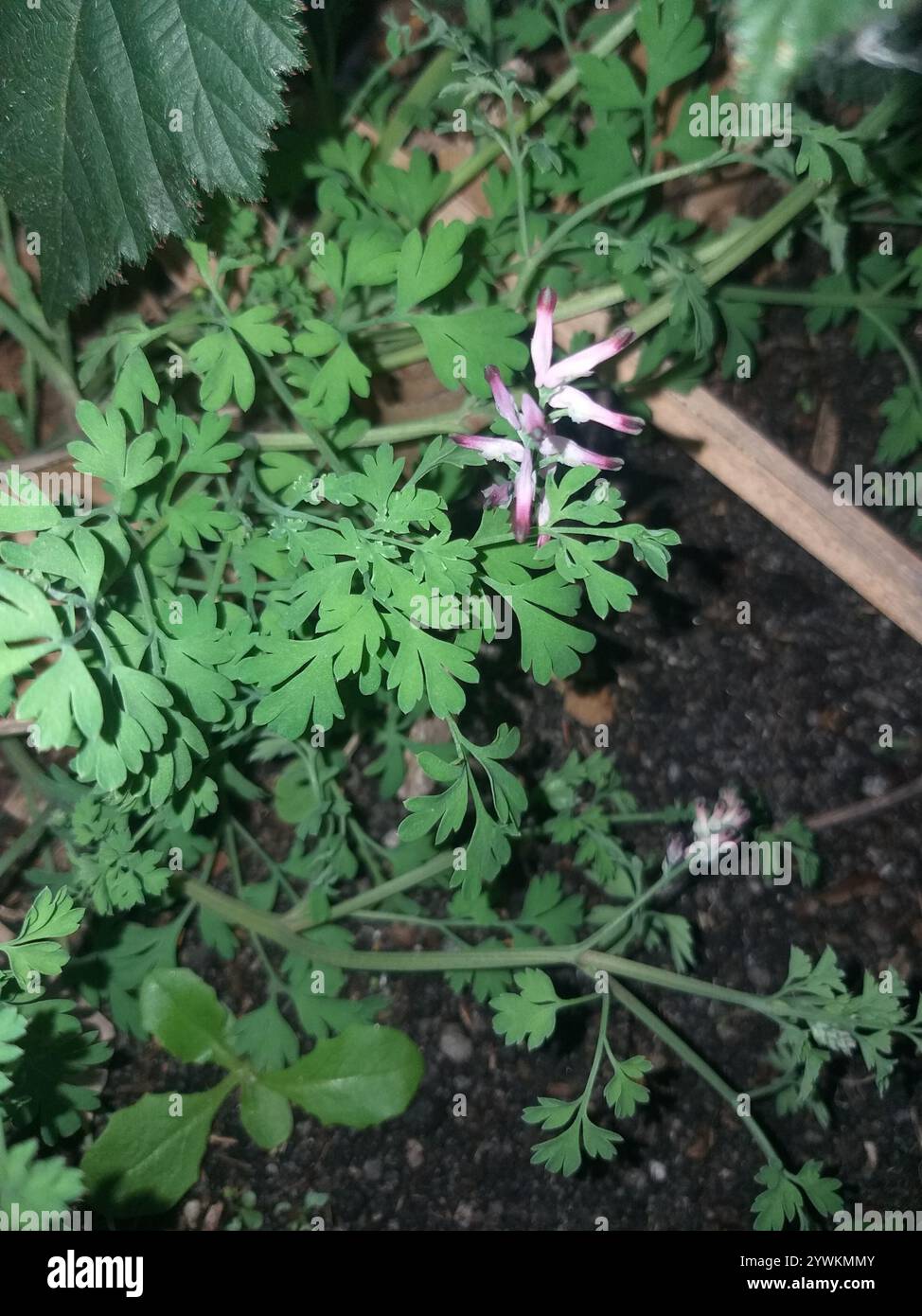 common ramping-fumitory (Fumaria muralis Stock Photo - Alamy