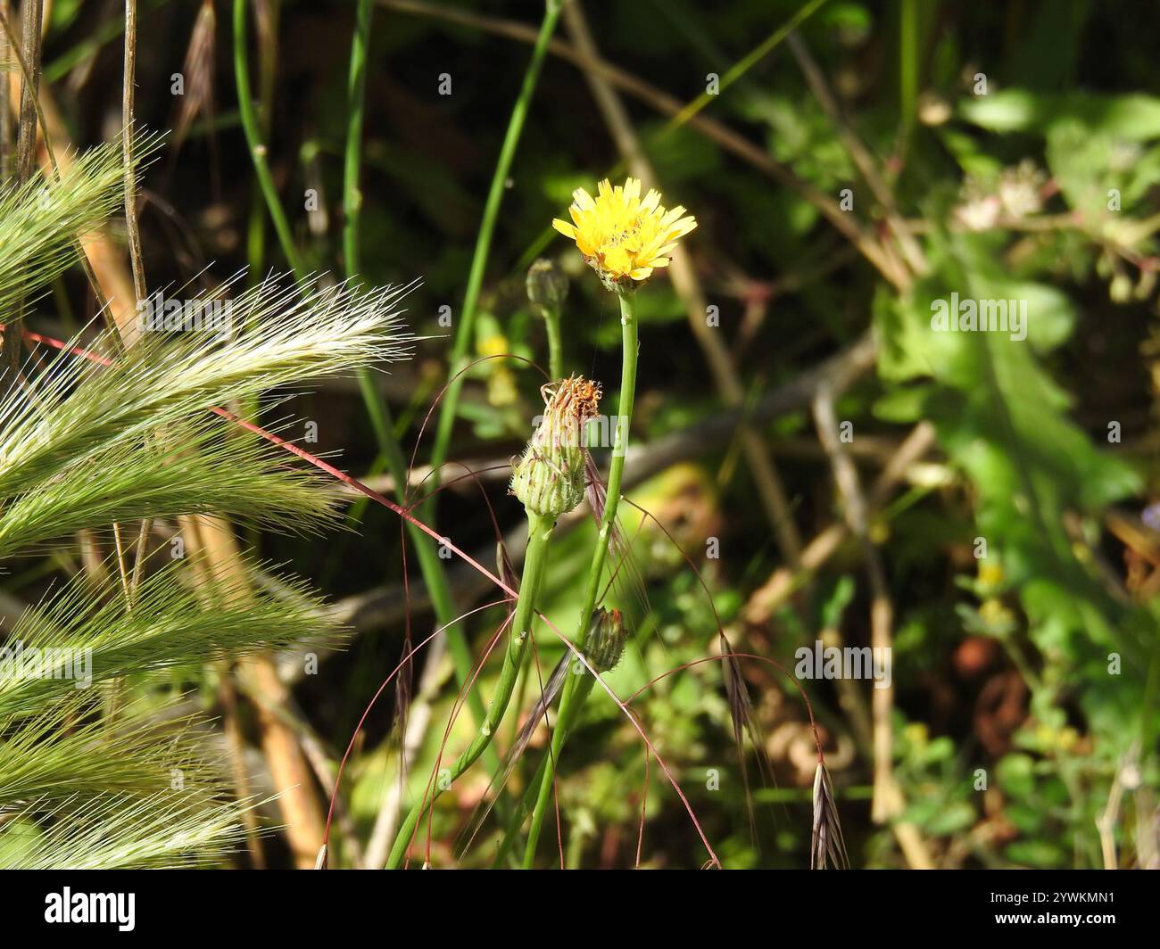 Common Cat's-ear (Hypochaeris radicata Stock Photo - Alamy