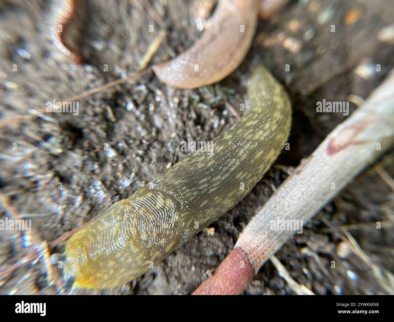 Yellow Cellar Slug (Limacus flavus Stock Photo - Alamy