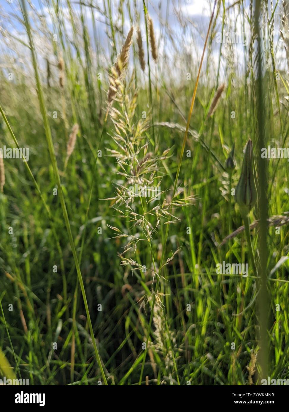 Yellow Oat-grass (Trisetum flavescens Stock Photo - Alamy