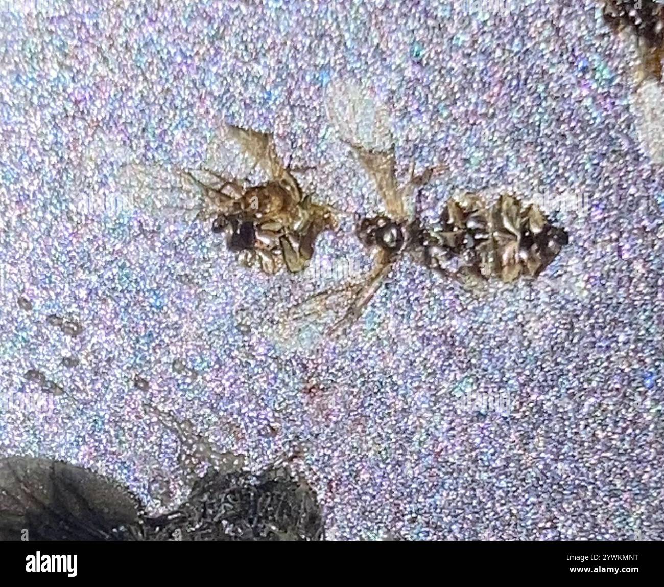 Ants, Bees, Wasps, and Sawflies (Hymenoptera Stock Photo - Alamy