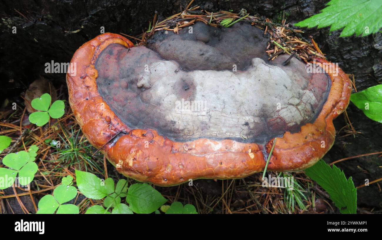 Red-banded Polypore (Fomitopsis pinicola Stock Photo - Alamy