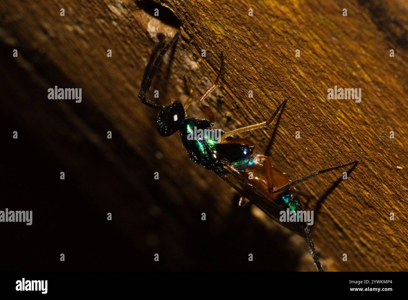 Ants, Bees, and Stinging Wasps (Aculeata Stock Photo - Alamy