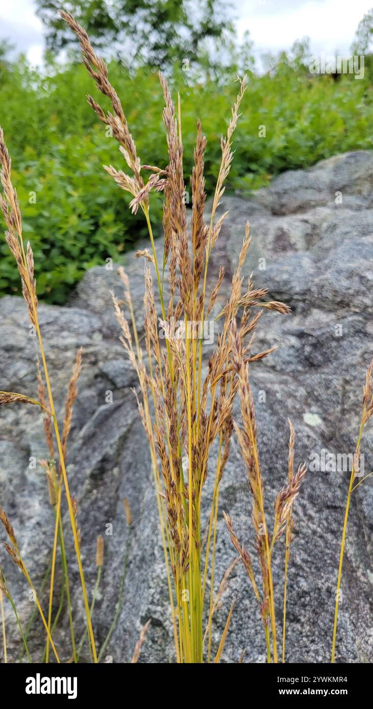 canadian bluejoint (Calamagrostis canadensis Stock Photo - Alamy