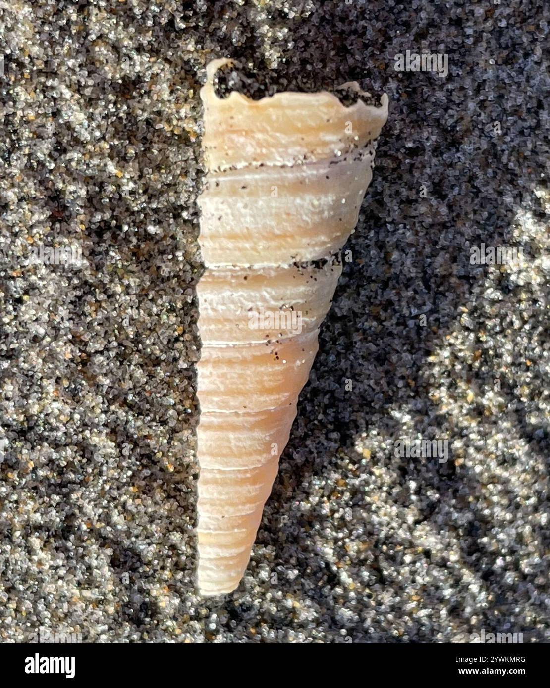 Cooper's Turret (Turritella cooperi Stock Photo - Alamy