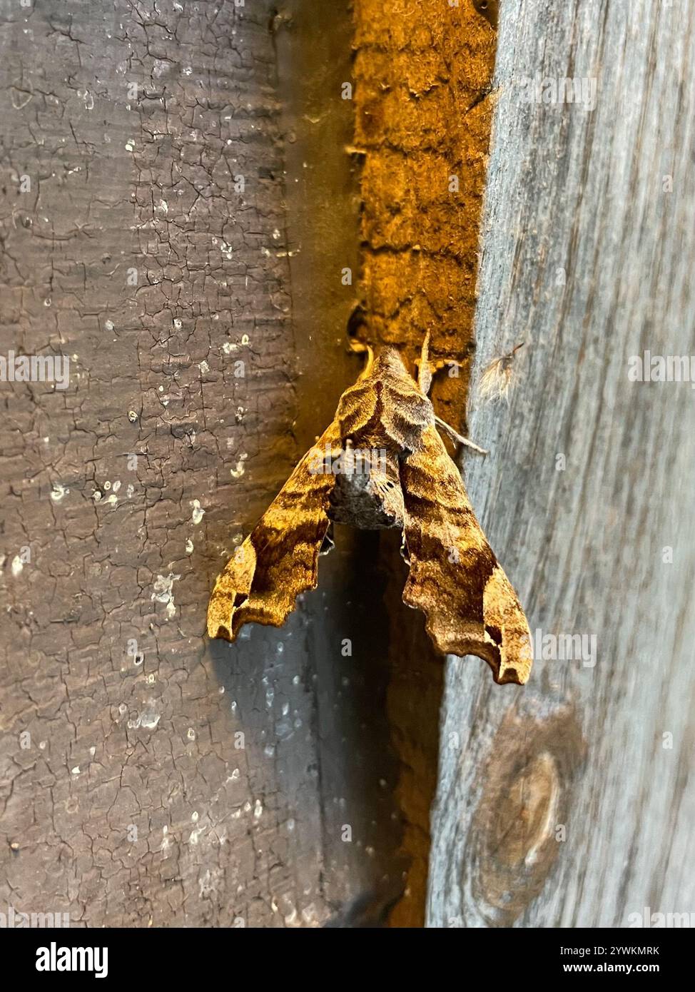 Lettered Sphinx (Deidamia inscriptum Stock Photo - Alamy