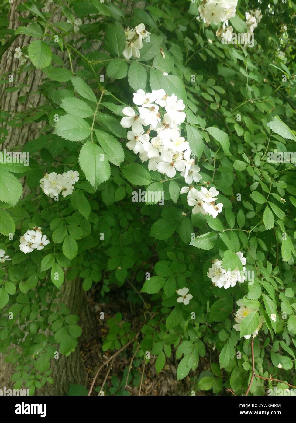 multiflora rose (Rosa multiflora Stock Photo - Alamy