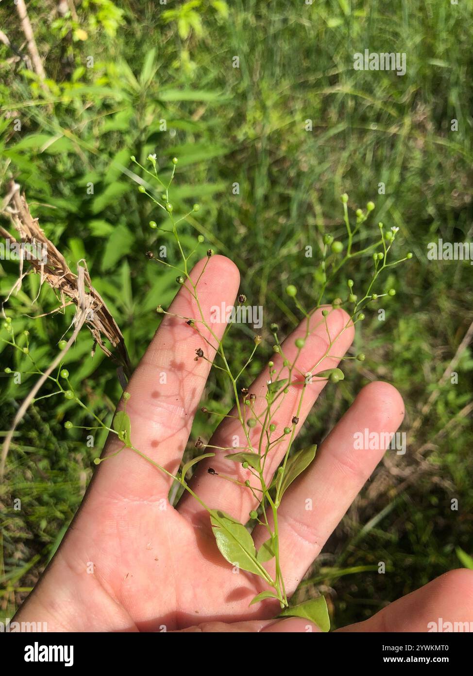 seaside brookweed (Samolus parviflorus Stock Photo - Alamy