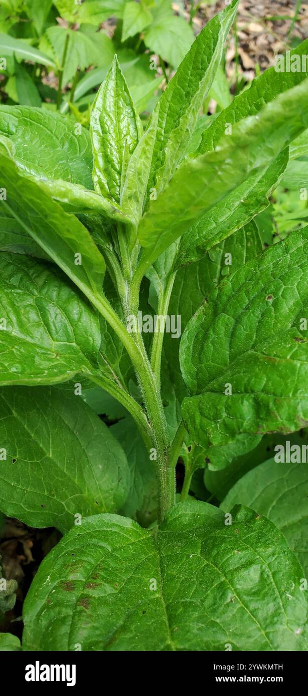 virginia stickseed (Hackelia virginiana Stock Photo - Alamy