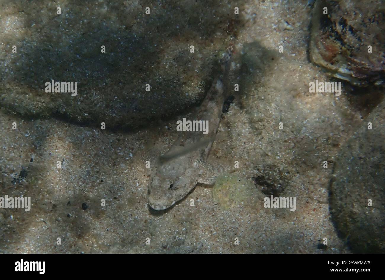 Gobius cobitis hi-res stock photography and images - Alamy