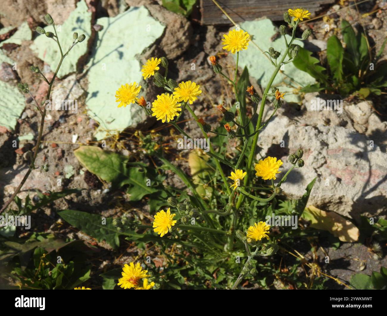 Smooth hawksbeard (Crepis capillaris Stock Photo - Alamy