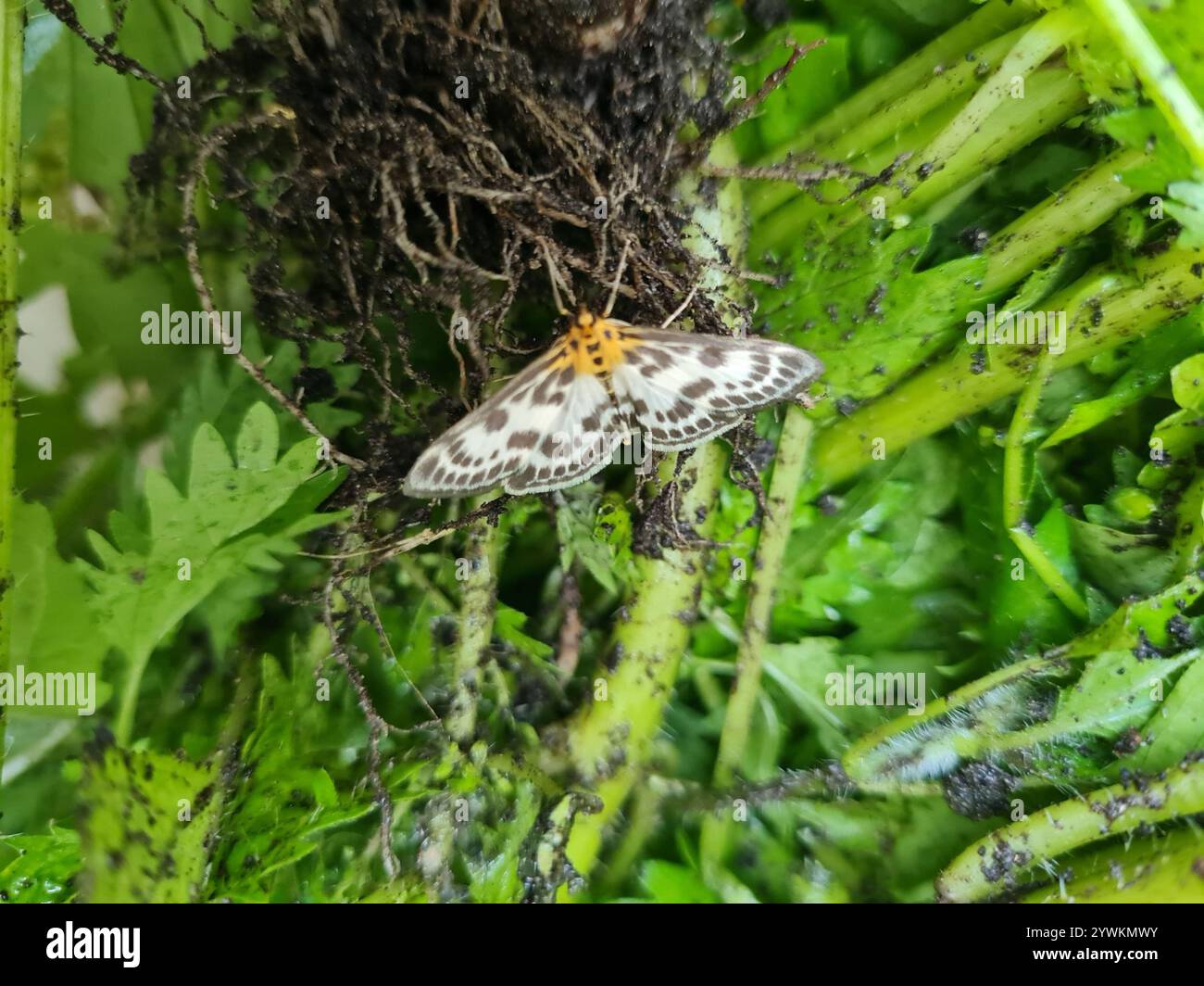 Small Magpie (Anania hortulata Stock Photo - Alamy