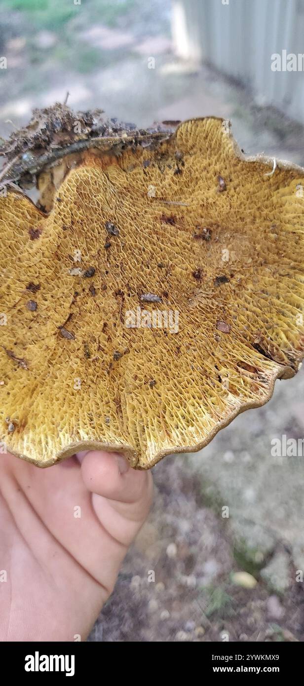 ash-tree bolete (Boletinellus merulioides Stock Photo - Alamy