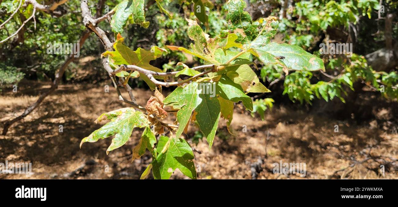 western sycamore (Platanus racemosa Stock Photo - Alamy