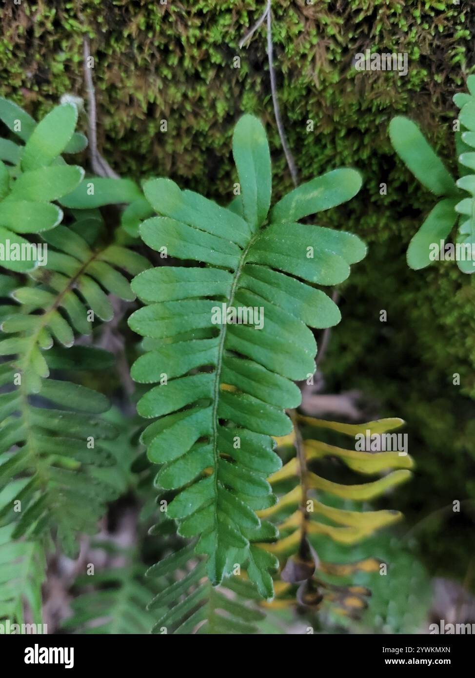 rock polypody (Polypodium virginianum Stock Photo - Alamy