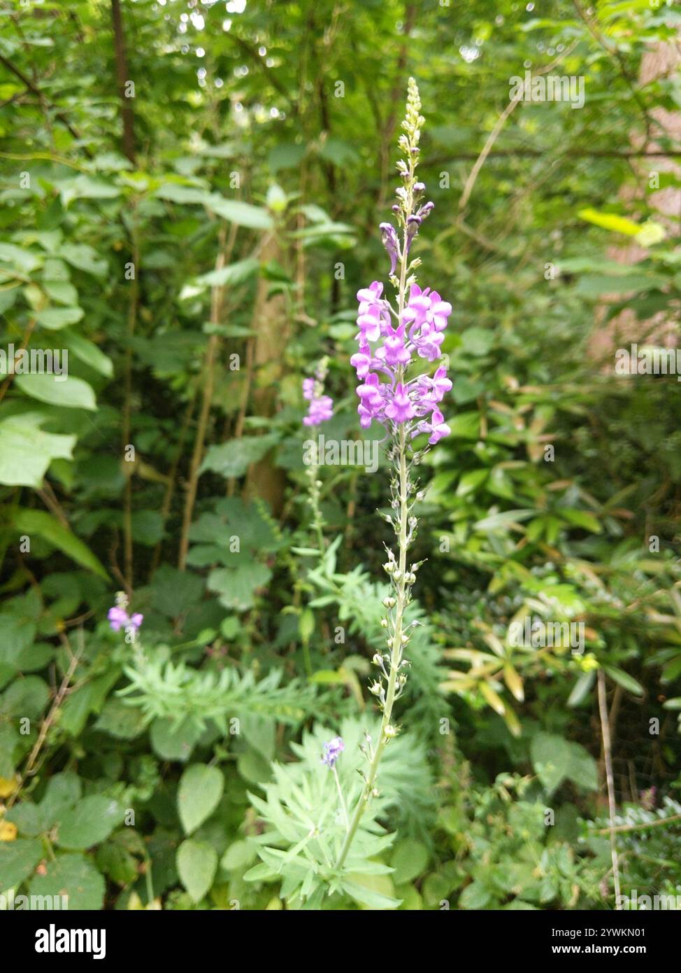 Purple Toadflax (Linaria purpurea Stock Photo - Alamy