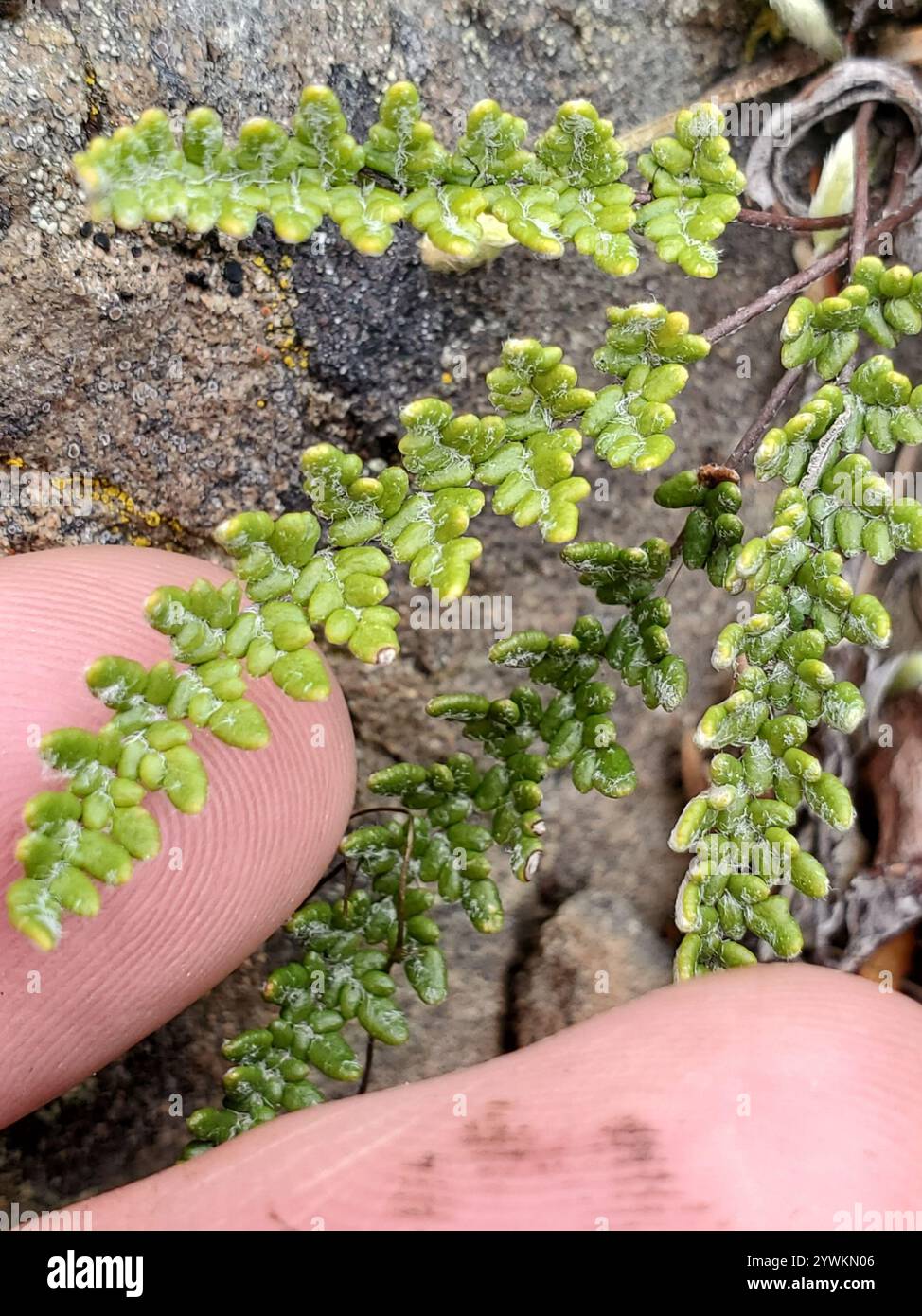 lace lip fern (Myriopteris gracillima Stock Photo - Alamy
