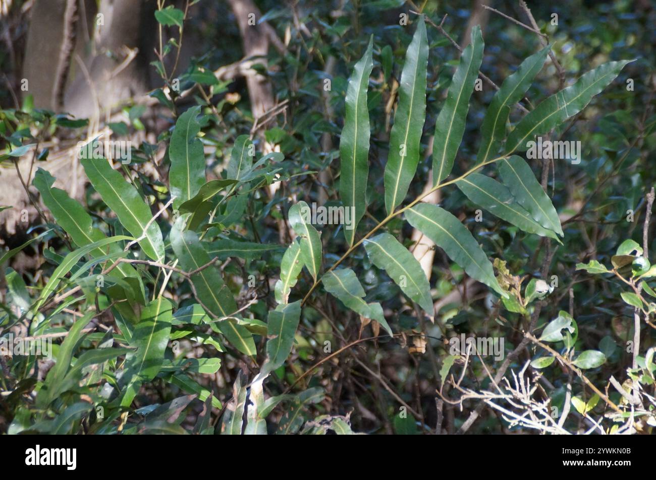 Mangrove Fern (Acrostichum speciosum Stock Photo - Alamy