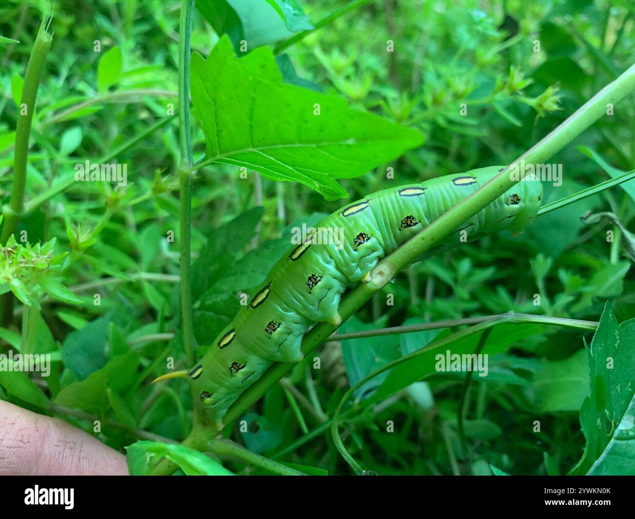 White-lined Sphinx (Hyles lineata Stock Photo - Alamy