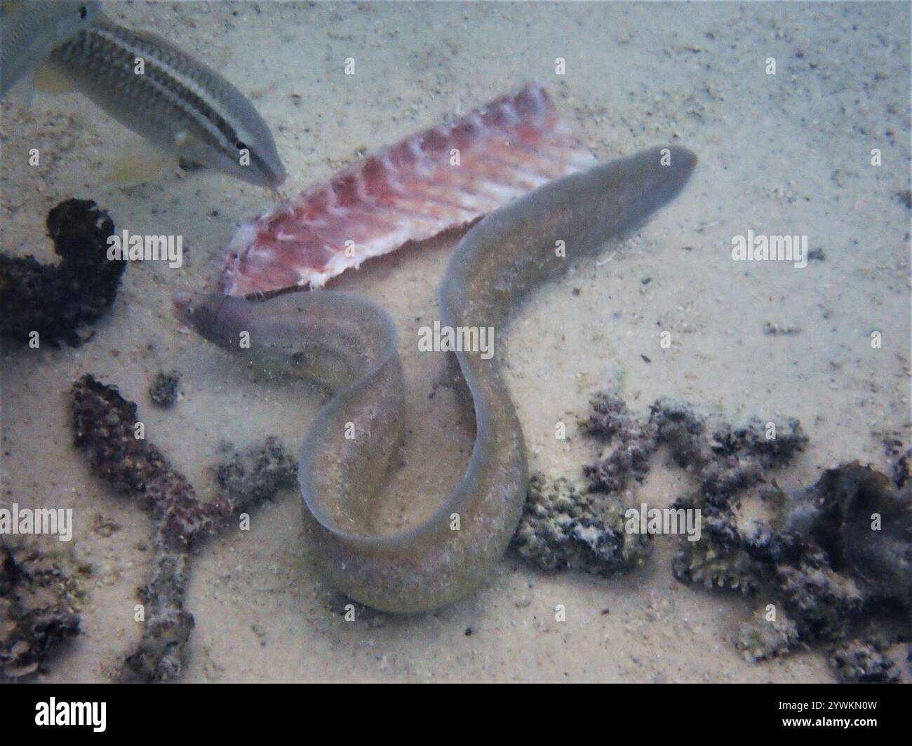 Geometric Moray (Gymnothorax griseus Stock Photo - Alamy