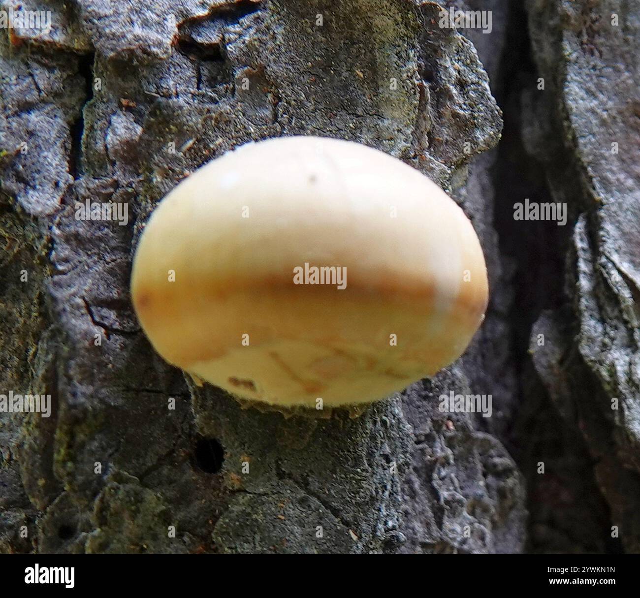 Cryptoporus hi-res stock photography and images - Alamy