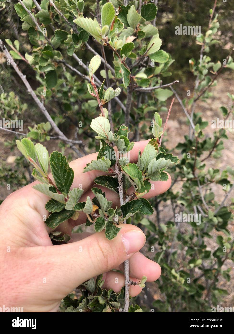 Alderleaf Mountain Mahogany (Cercocarpus montanus Stock Photo - Alamy