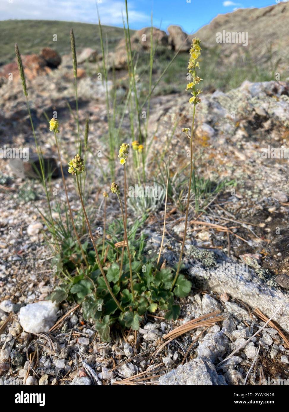 littleleaf alumroot (Heuchera parvifolia Stock Photo - Alamy