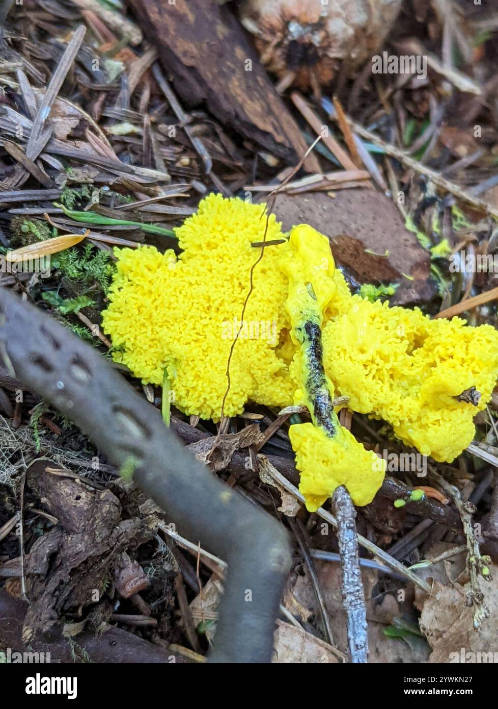 Dog Vomit Slime Mold (Fuligo septica Stock Photo - Alamy