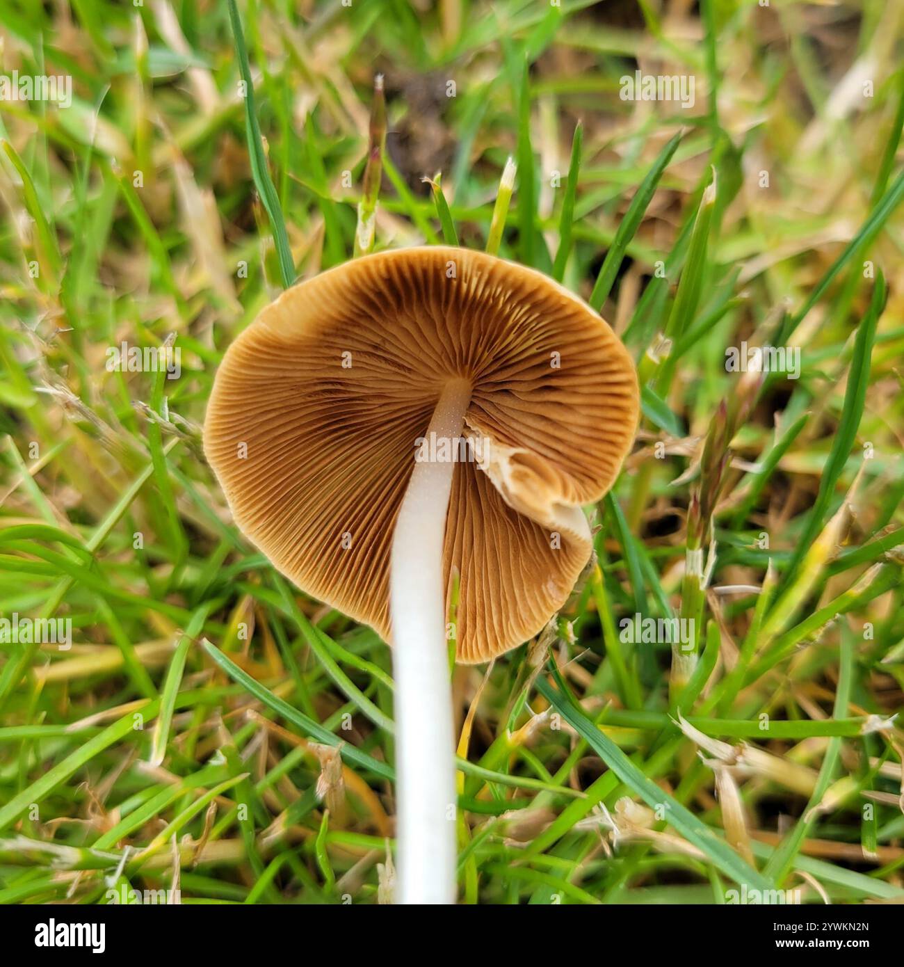 milky conecap (Conocybe apala Stock Photo - Alamy