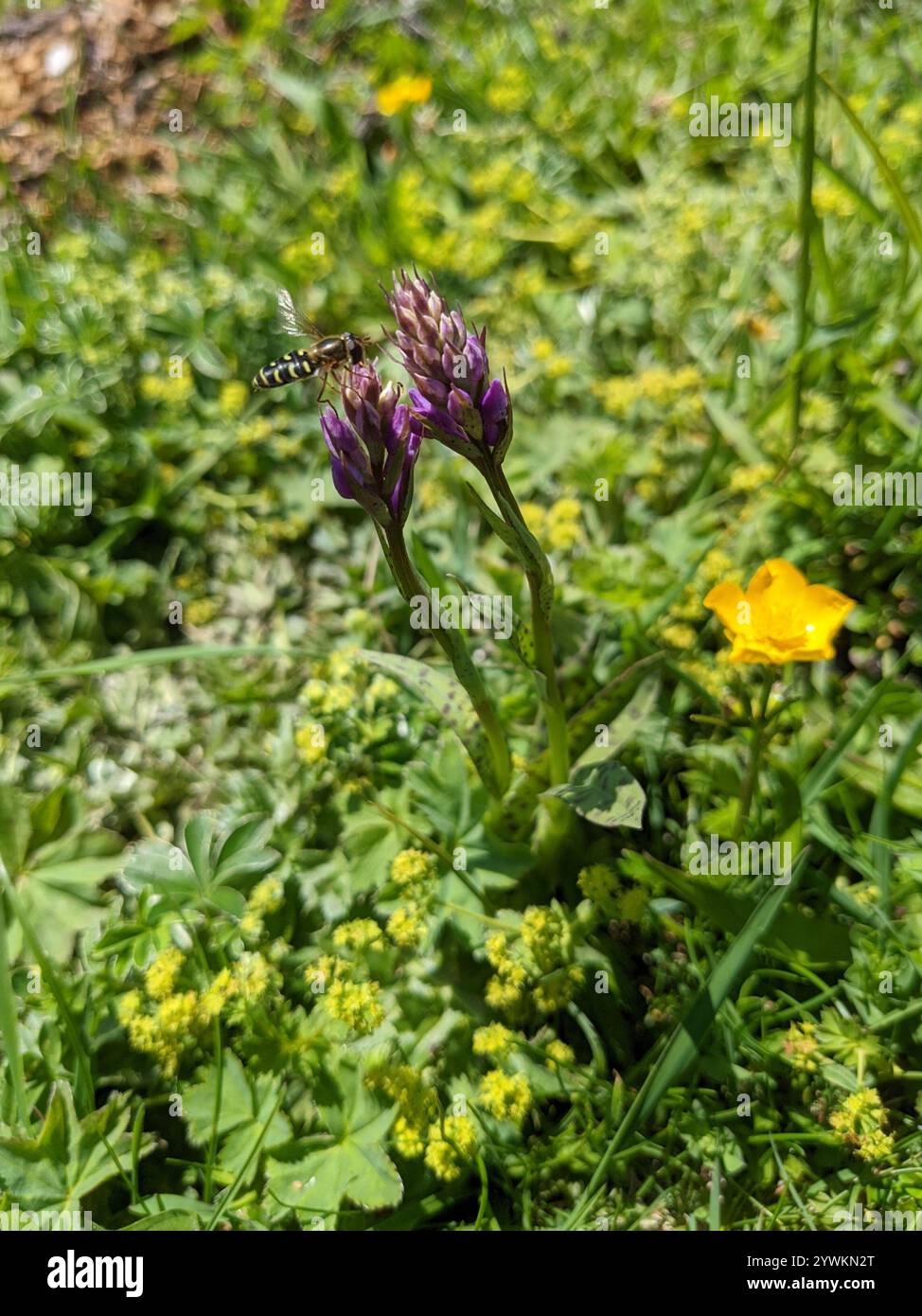 Typical Hover Flies (Syrphinae Stock Photo - Alamy