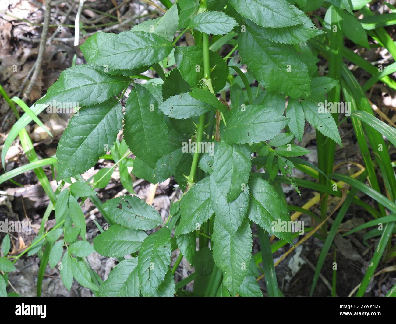 multiflora rose (Rosa multiflora Stock Photo - Alamy