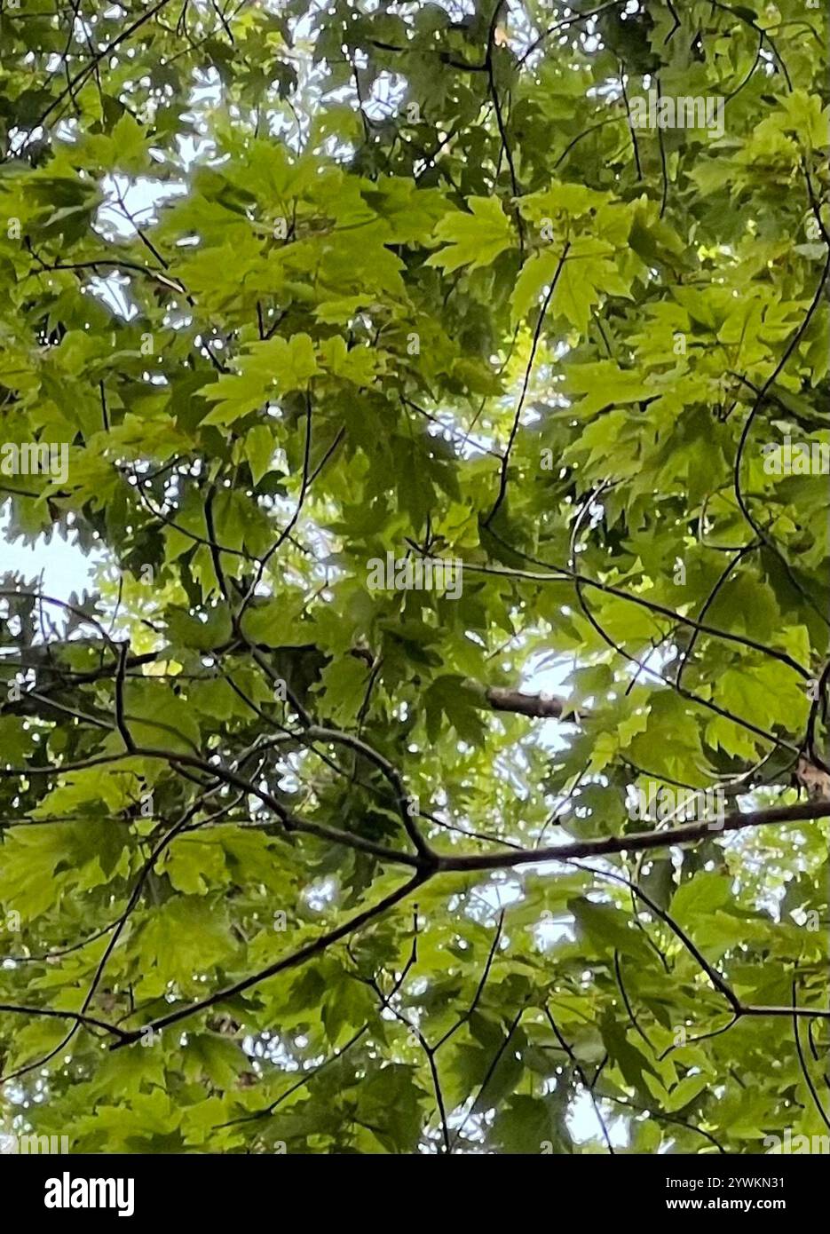silver maple (Acer saccharinum Stock Photo - Alamy
