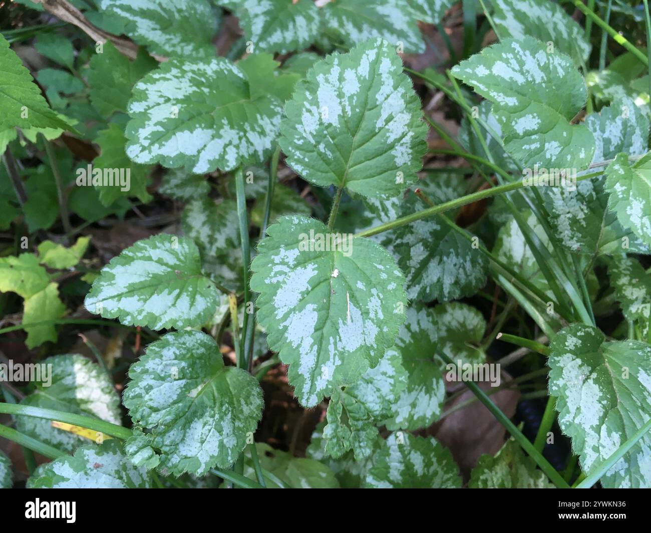 Variegated Yellow Archangel (Lamium galeobdolon argentatum Stock Photo ...