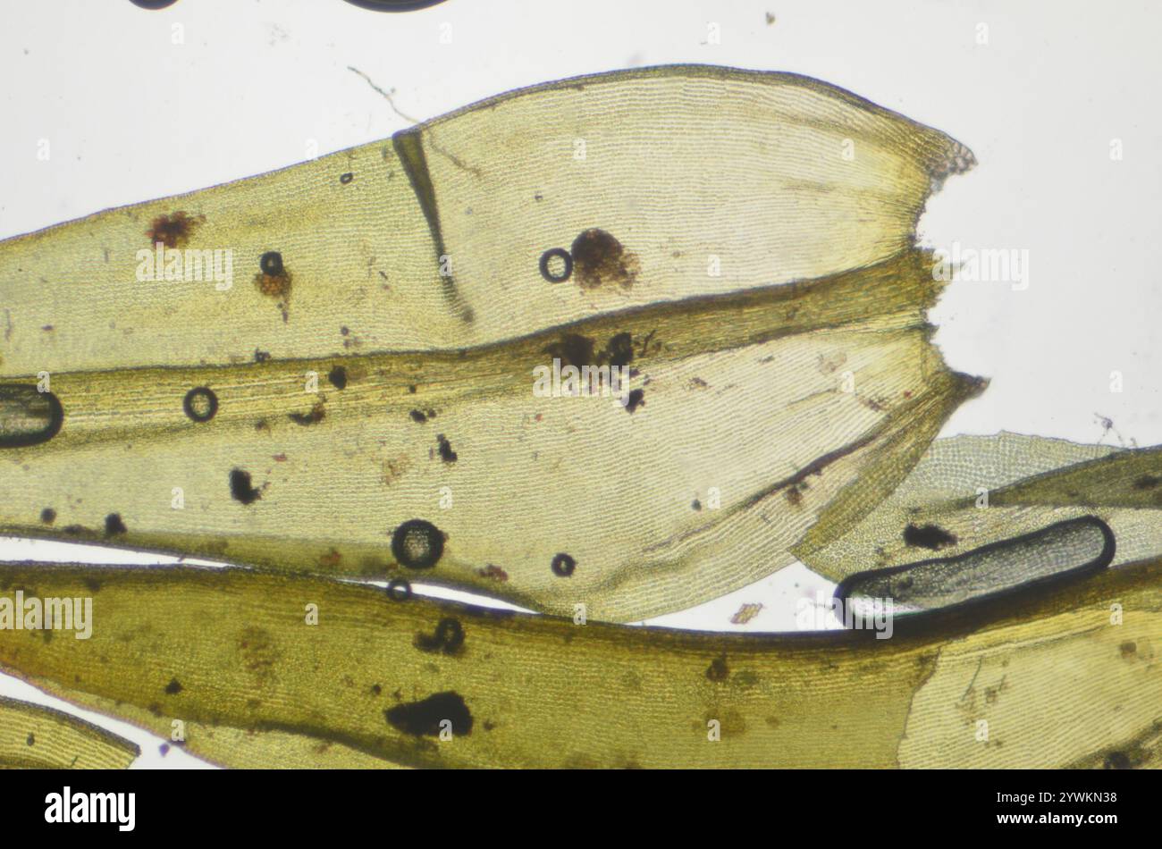 Yellow Fringe-moss (Racomitrium aciculare Stock Photo - Alamy