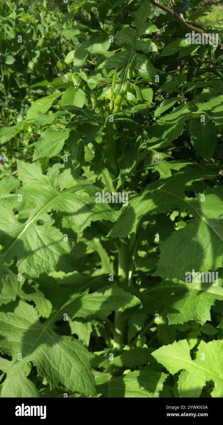 tall blue lettuce (Lactuca biennis Stock Photo - Alamy