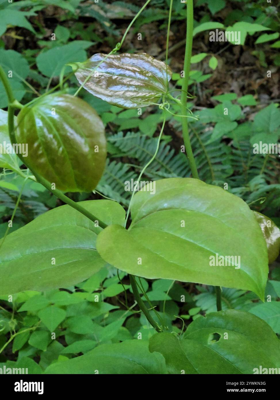 Smilax rotundifolia hi-res stock photography and images - Alamy