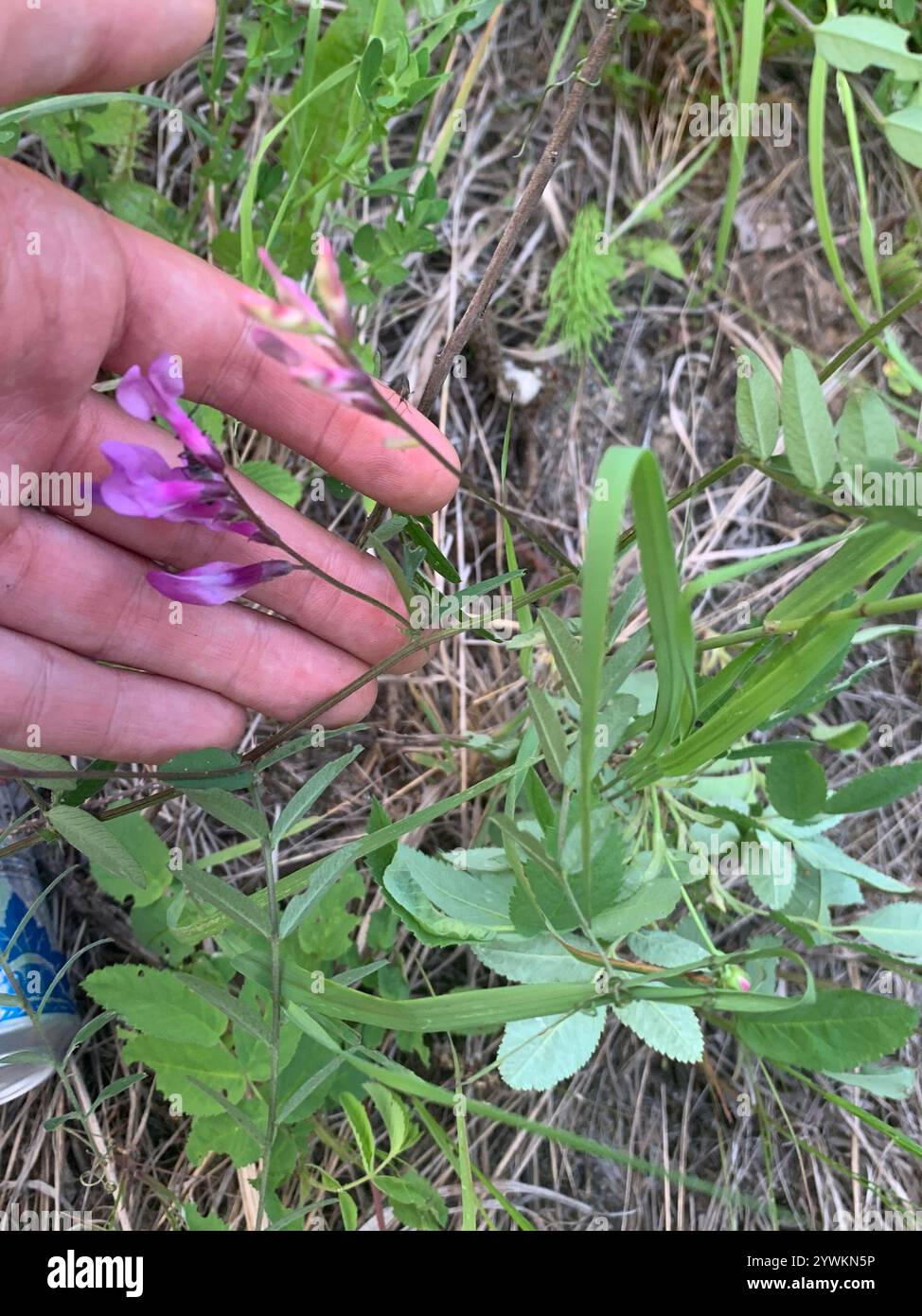 American vetch (Vicia americana Stock Photo - Alamy