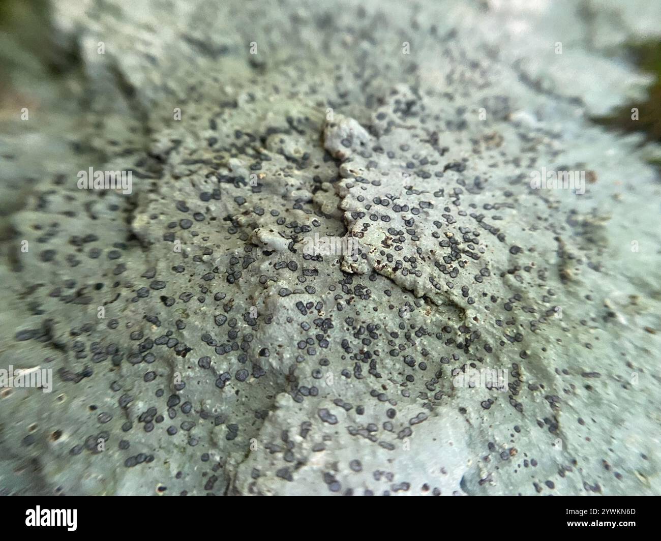 Smokey-eyed Boulder Lichen (Porpidia albocaerulescens Stock Photo - Alamy