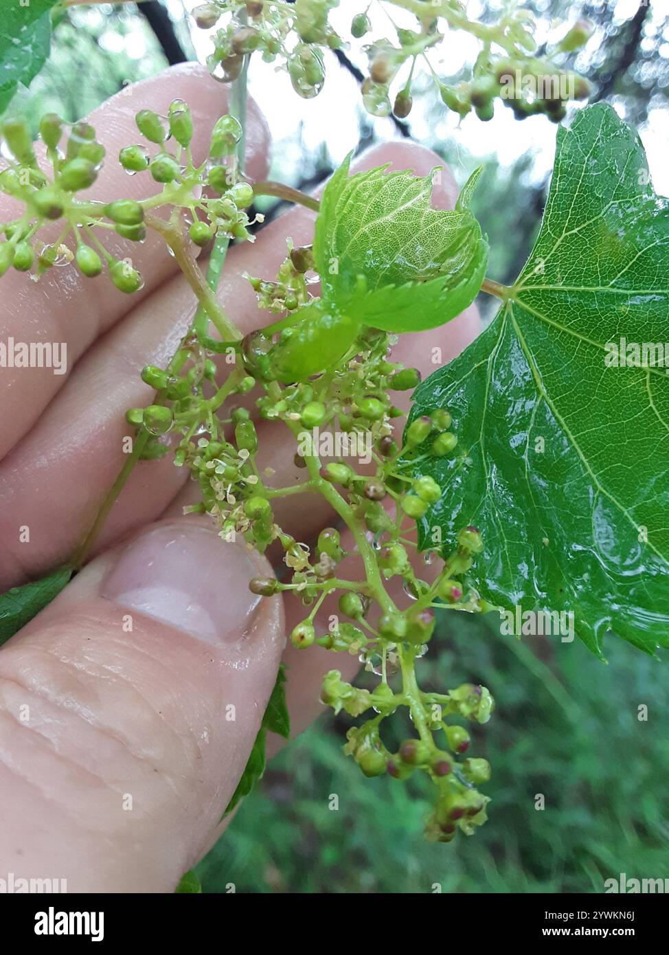 riverbank grape (Vitis riparia Stock Photo - Alamy
